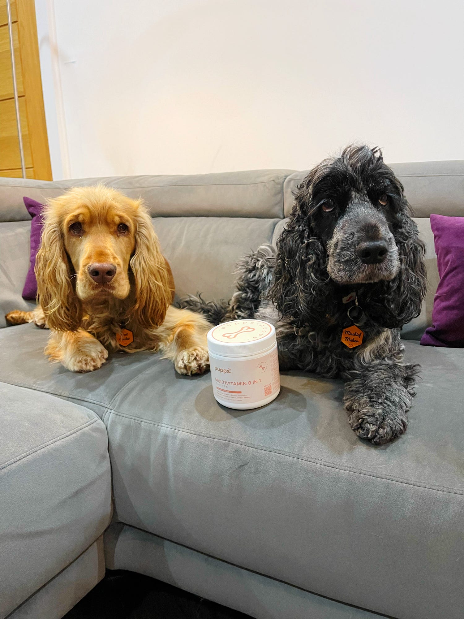 5 Vet-Approved Organic Treats Your Dog Will Love – Pupps