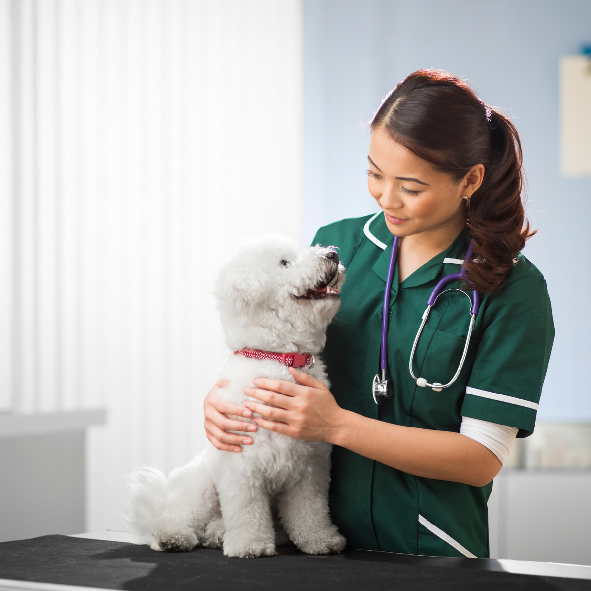 About Pupps -Our Story, Vision, & Dedication to Dog Wellness